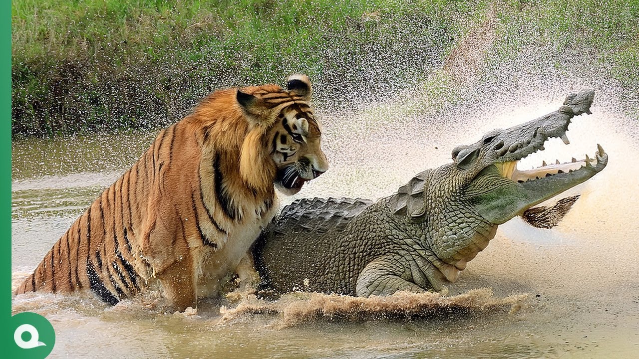 16 Most Incredible Tiger Attacks Caught on Camera - YouTube