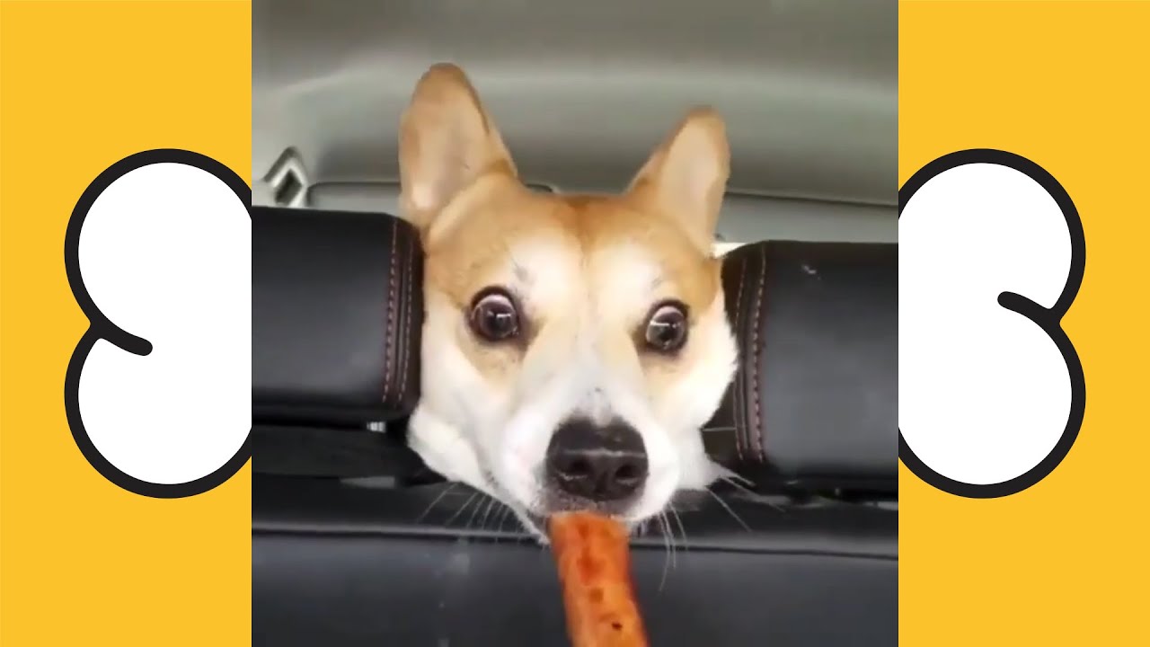 BEST DANK DOG MEMES COMPILATION OF 2020 PART 29 (TikDogzz) - YouTube