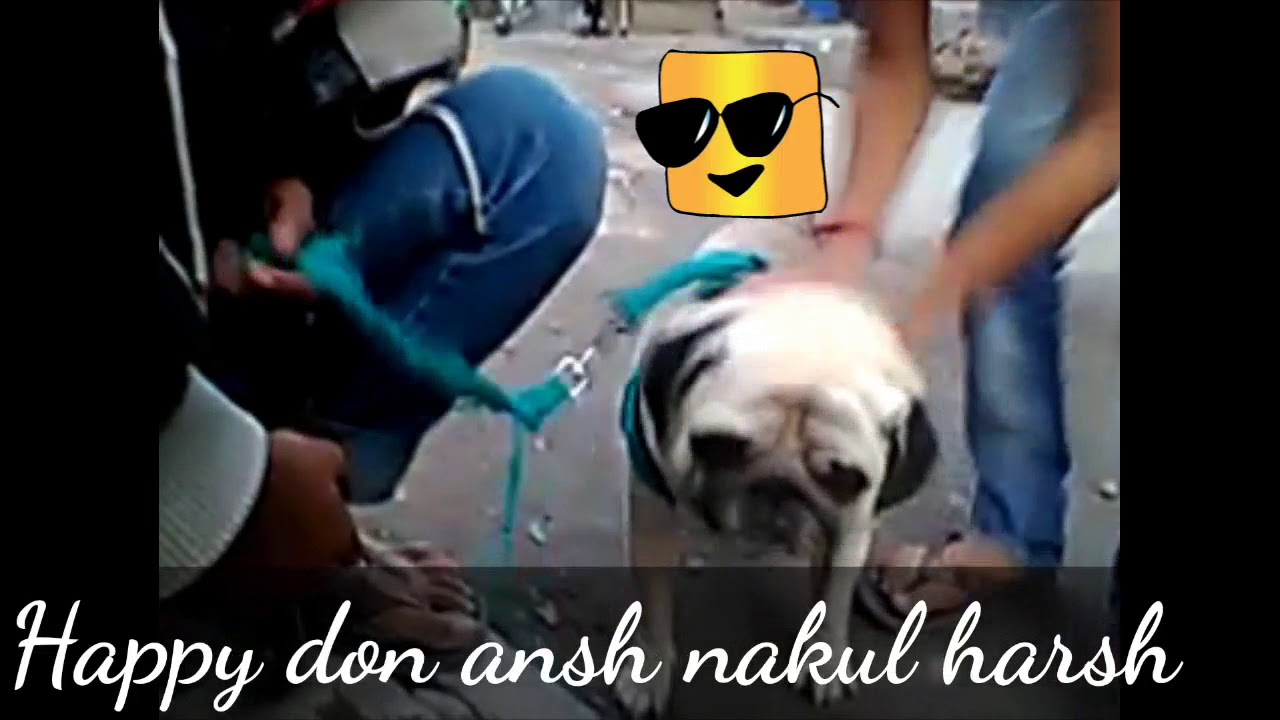 Happy don dog ansh singh (office video ) - YouTube