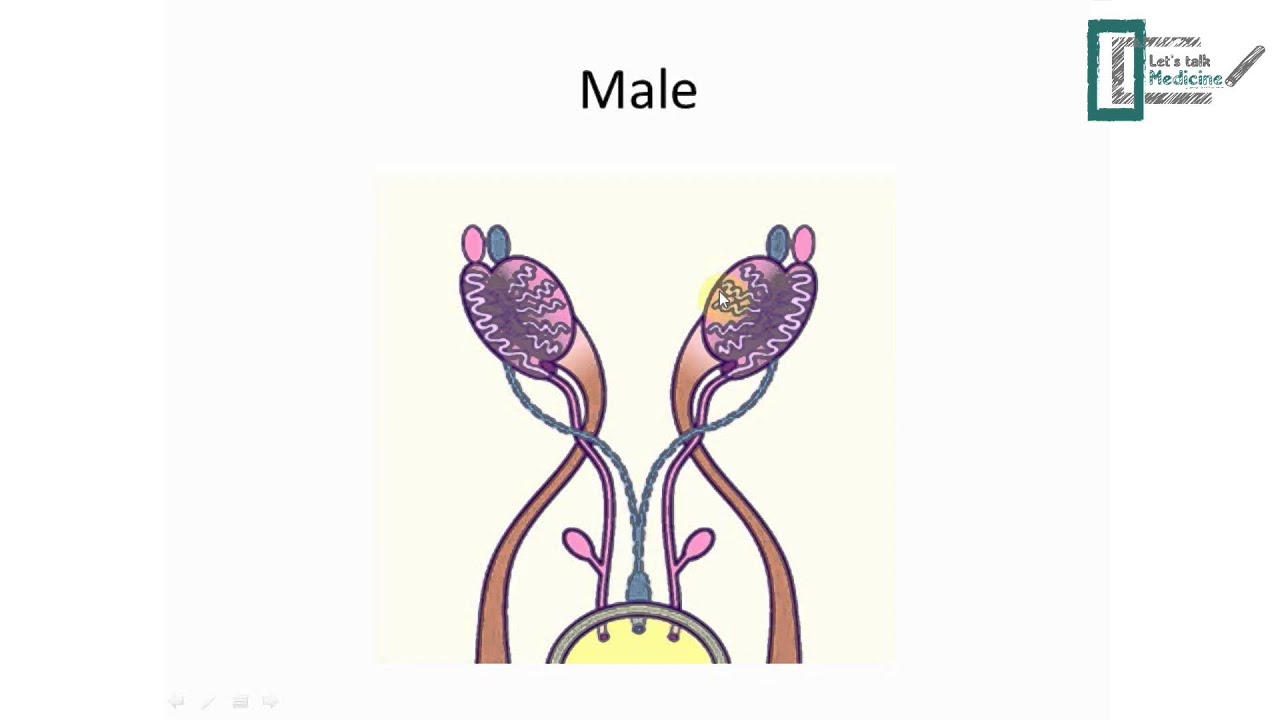 Reproductive embryology - YouTube