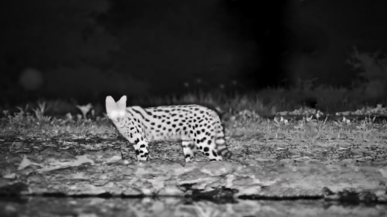 Serval Searches for Food - YouTube