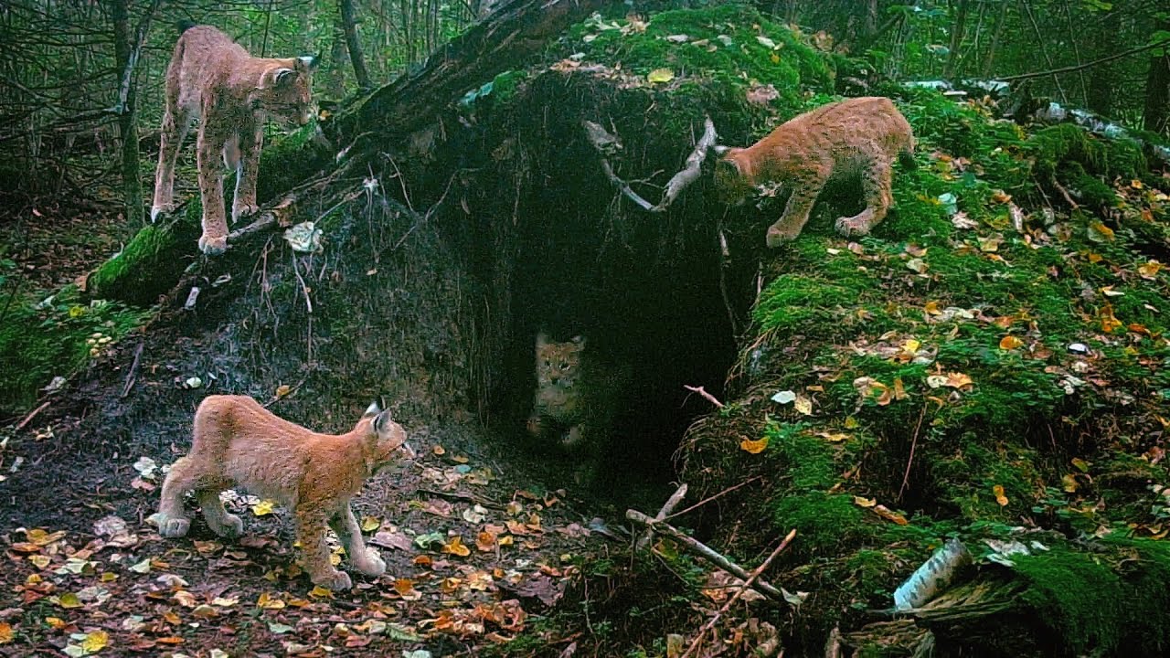 Lynx mother and her playful kittens in the variety of habitats. Lynx ...