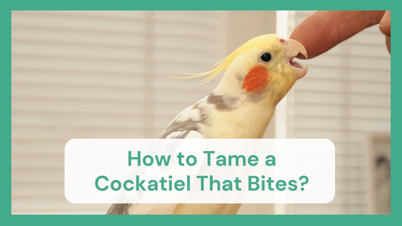 How to Tame a Cockatiel That Bites | Dr Cockatiel - YouTube