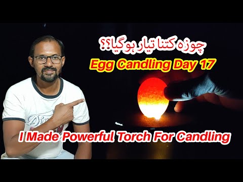 Observing Chick Development In An Incubator. Candling After 17 Days ...