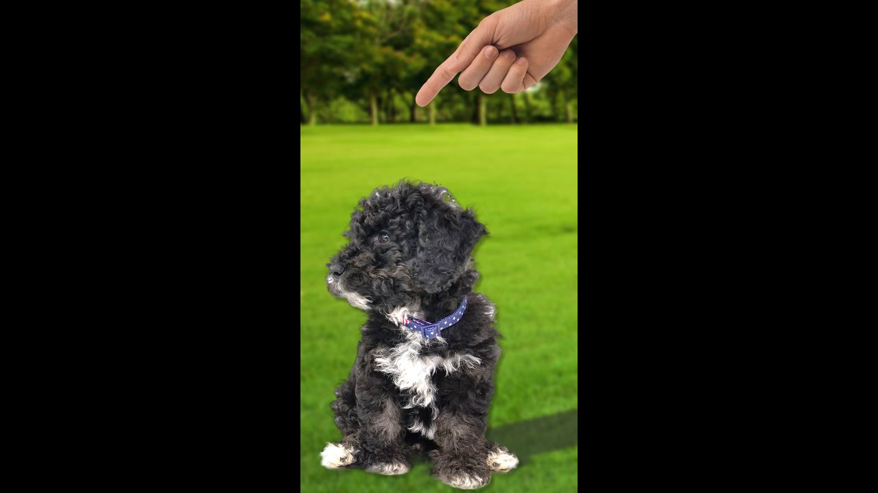 Dog Training Hack 🐶 (FGTeeV Shorts) - YouTube
