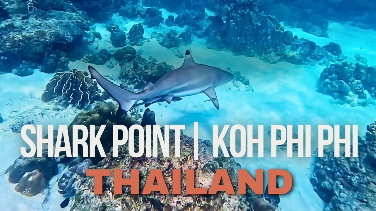 SHARK POINT (KOH PHI PHI, THAILAND) | 4K - YouTube