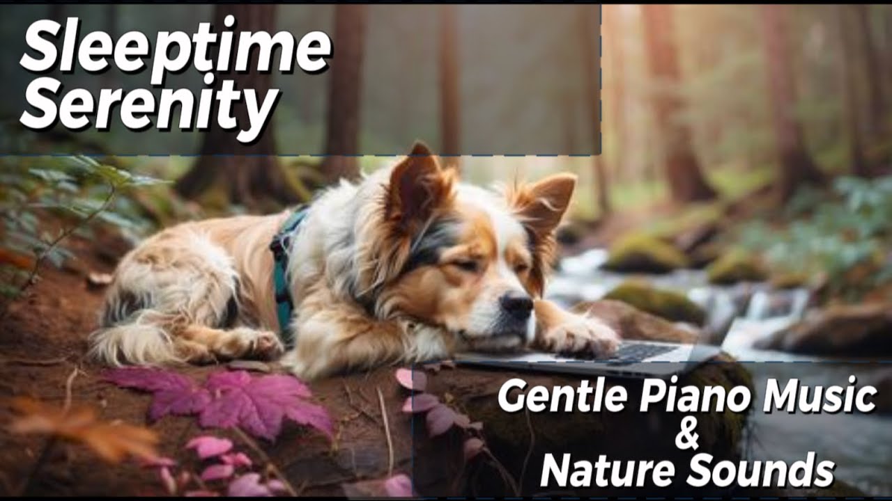 Tranquil Forest Naps: 2 Hour Relaxation Session, Gentle Piano Music ...