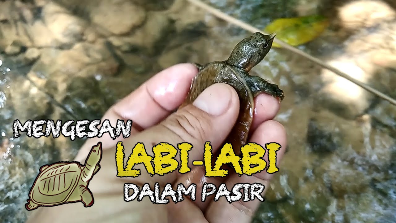 Cara-cara mengesan dan menangkap labi-labi di dalam pasir. - YouTube
