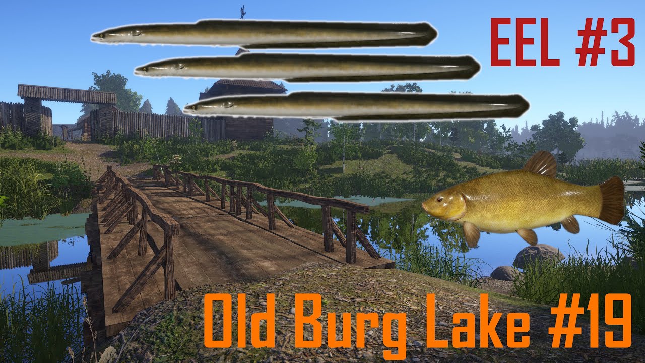 Russian Fishing 4 PL | Old Burg | Eel - Węgorz | Tench - Lin | Spot ...