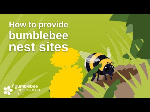 How To Find Underground Bumble Bee Nest