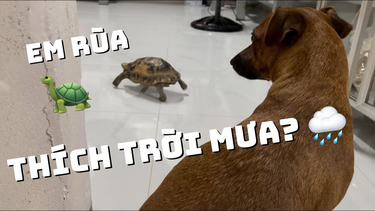 Lâu lâu cho em rùa lên sóng… | Sinh hoạt của rùa | Rùa núi vàng | Hai ...