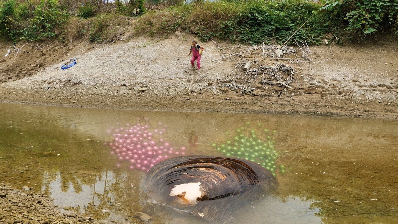 Clams spit out pearls in the dry river, and beautiful pearls are ...