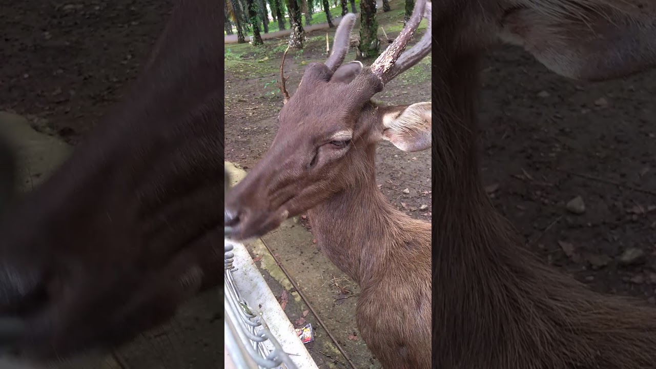 Penangkaran rusa dan kijang - YouTube