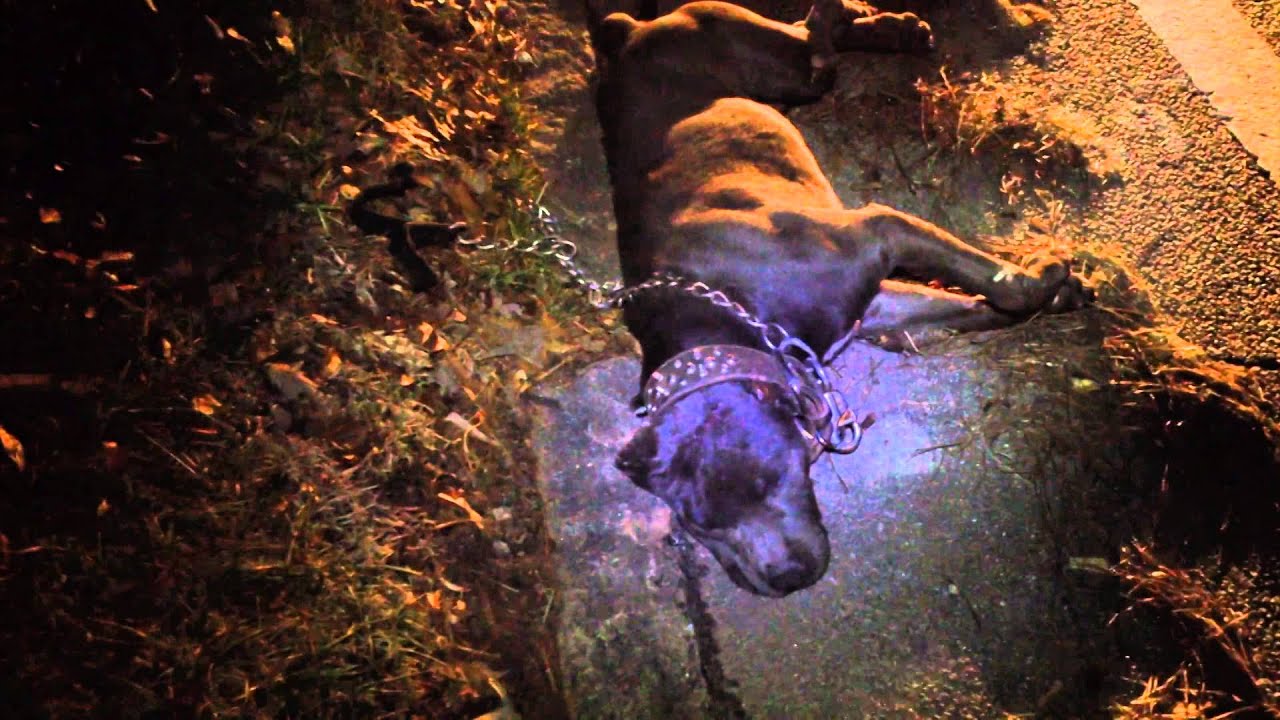 Pit Bull Fighting Has Got To Stop. Viewer Descretion Is Advised - YouTube