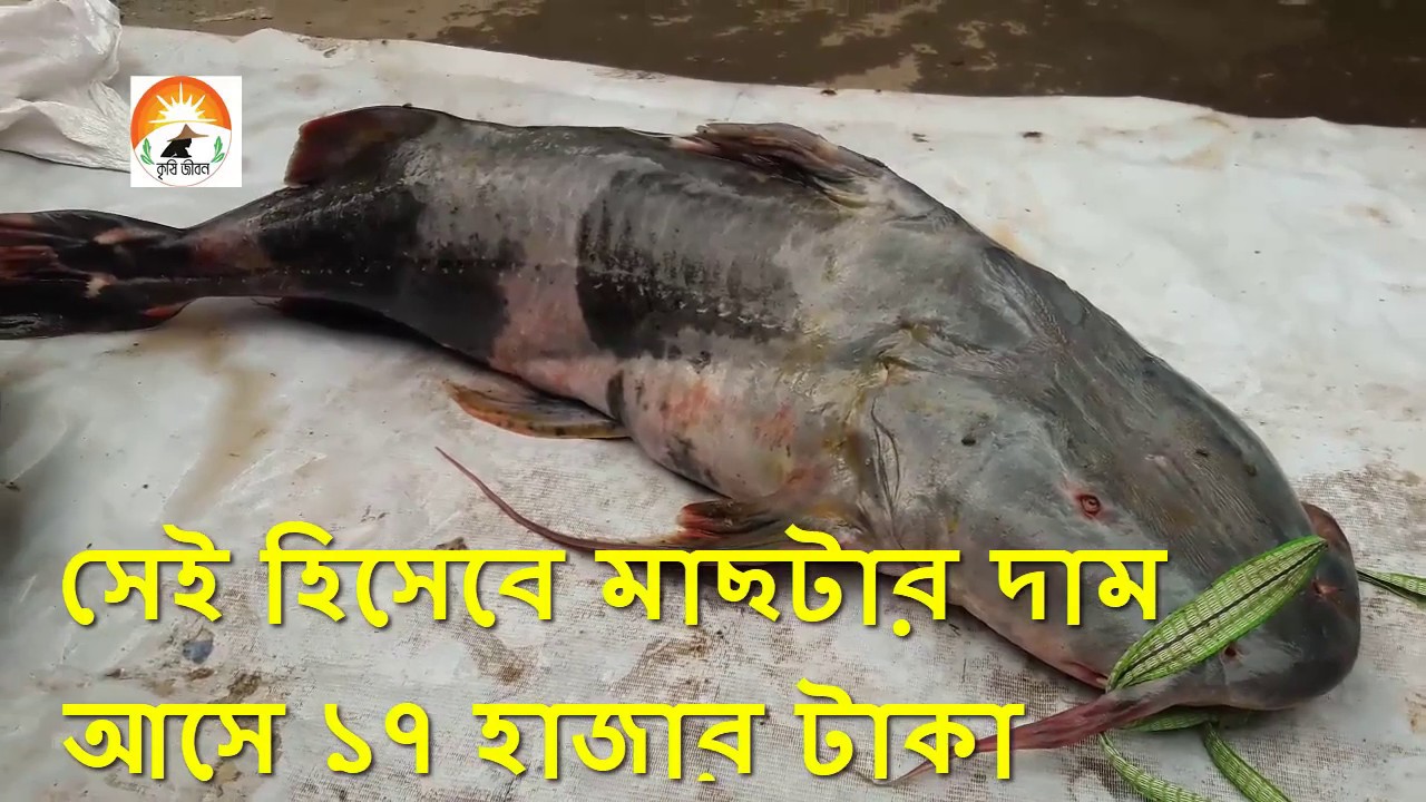 বিরাট বাঘাইর মাছ। ওজন ২২ কেজি। বিক্রি হলো ১৭ হাজার টাকা। কিনলেন কয়েকজন ...