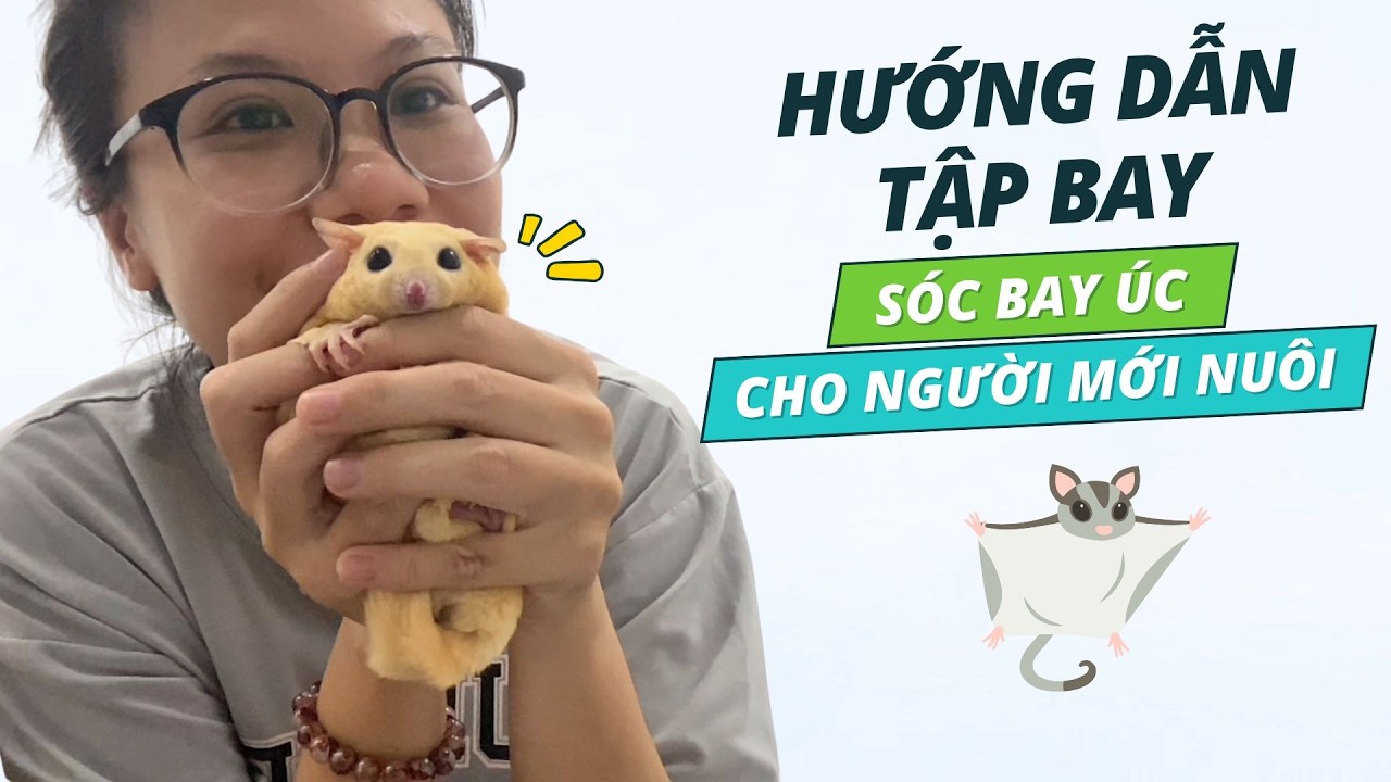 Hướng Dẫn Cách Tập Bay cho Sóc Bay Úc, Huấn Luyện Sóc Bay Úc Tập Bay ...