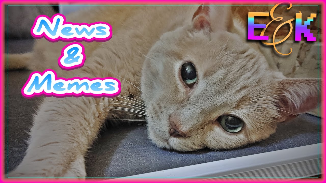 News and Community Meme Day - YouTube