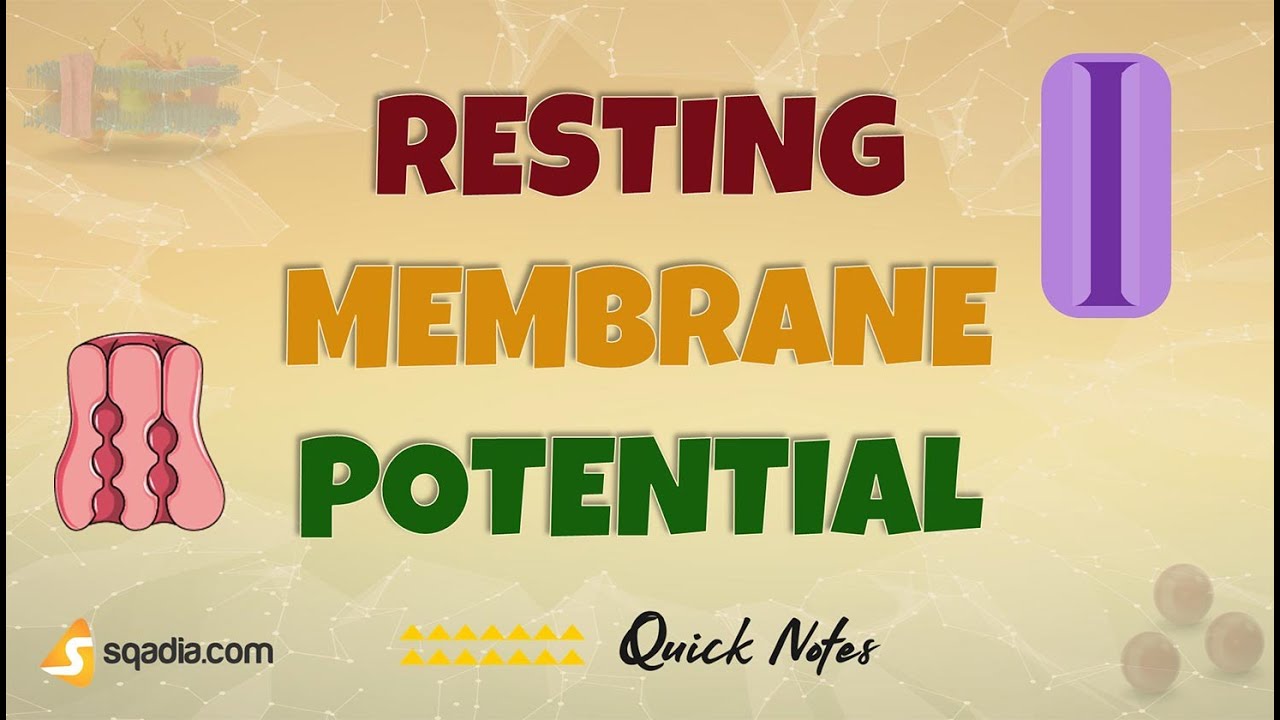 Resting Membrane Potential | Introduction | Cell Physiology Explained ...