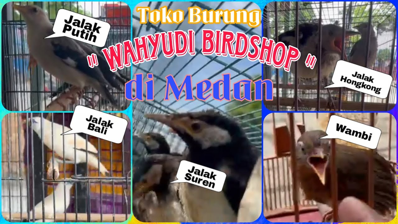 Toko Burung di Medan "WAHYUDI BIRDSHOP" - Burung Masuk hari ini - YouTube