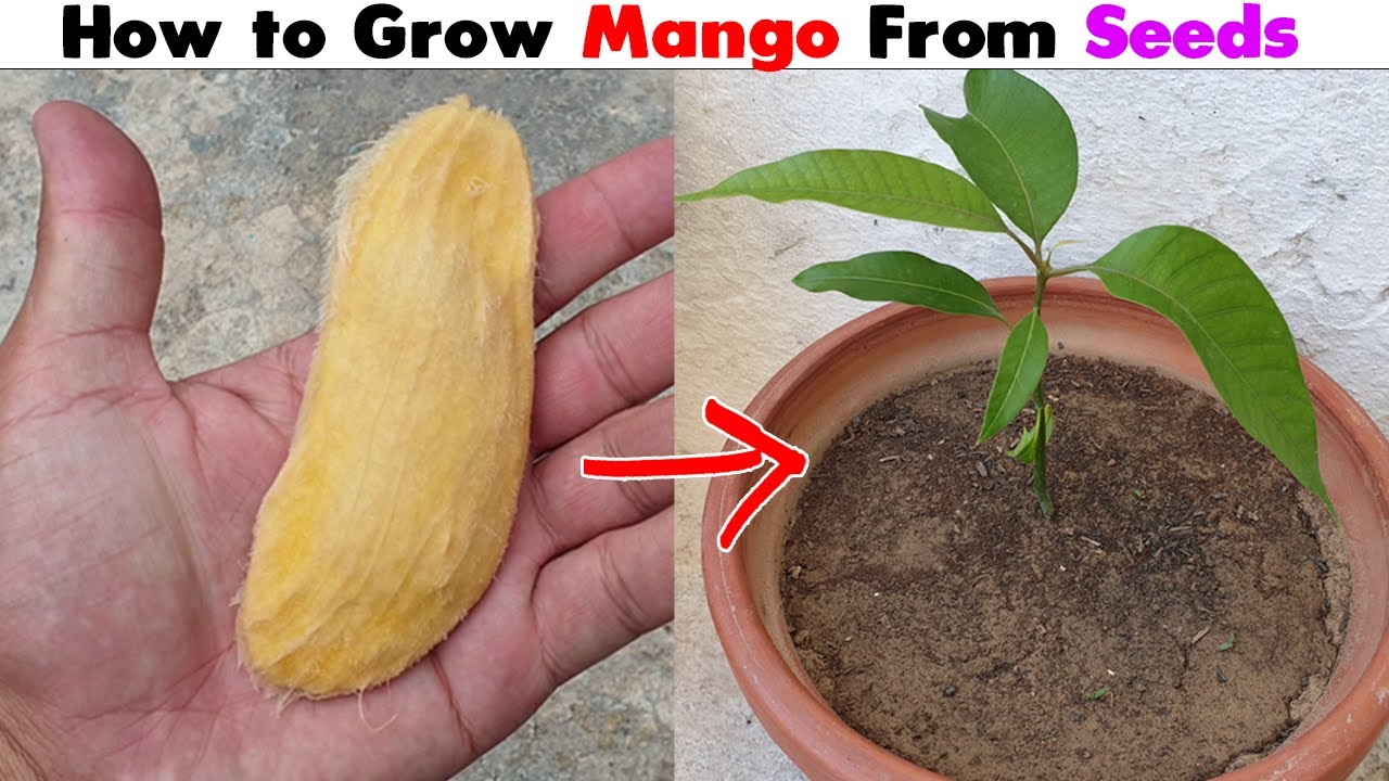 How to grow Mango tree from Seeds - The EASIEST Way to Grow Mango Tree ...