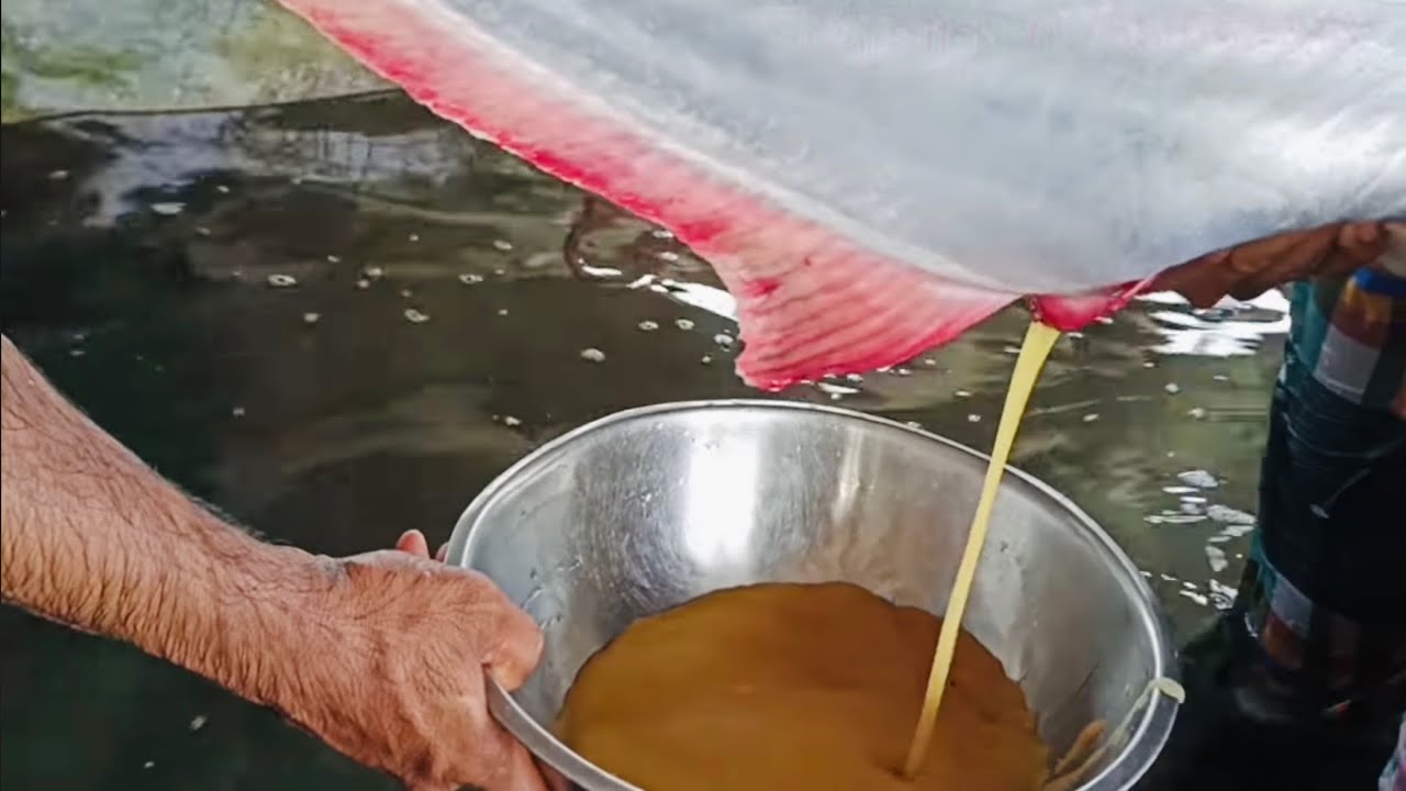Fish hatchery | breeding fish - Pangasius breeding - YouTube