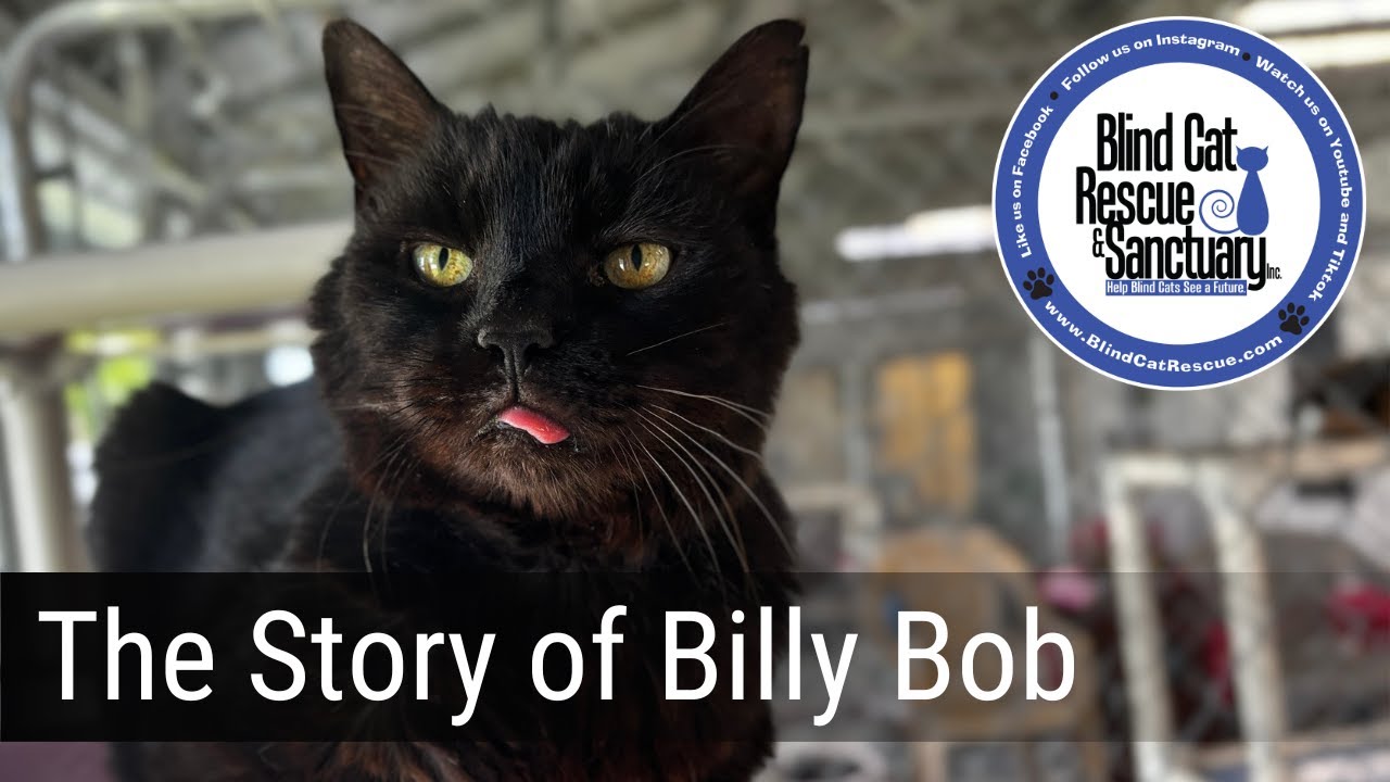 The Story of Billy Bob - YouTube
