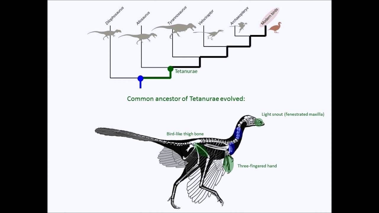Evolutie: van dinosaurussen naar vogels - YouTube