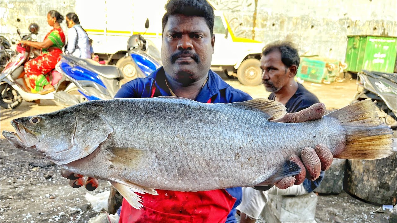 KASIMEDU 🔥 SPEED SELVAM | BIG SIZE KODUVA FISH CUTTING VIDEO | 4K VIDEO ...