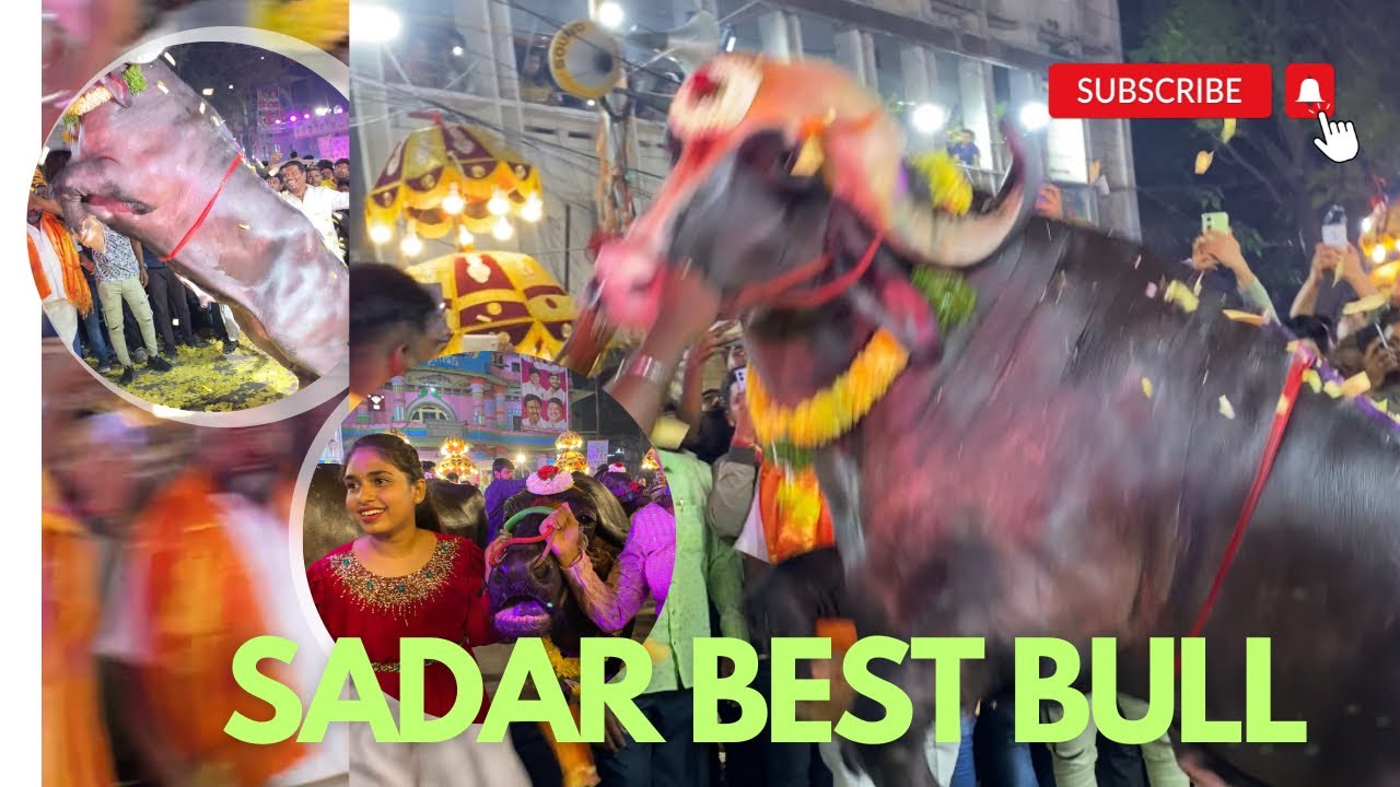 Sadar special bull At Khairatabad Sadar 2023 | #sadarfestival in ...