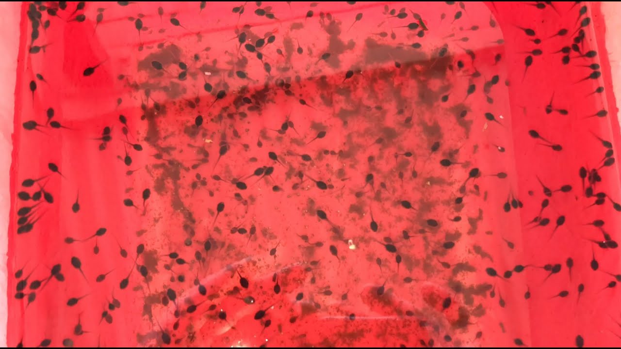 FrogTopia's Latest Addition - YouTube