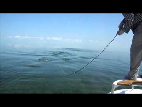 Sickest Tarpon Eat!!! Must See!!! - YouTube