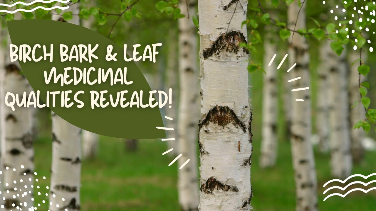 Birch Tree Bark : Bark and Leaf Medicinal Qualities Revealed! - YouTube