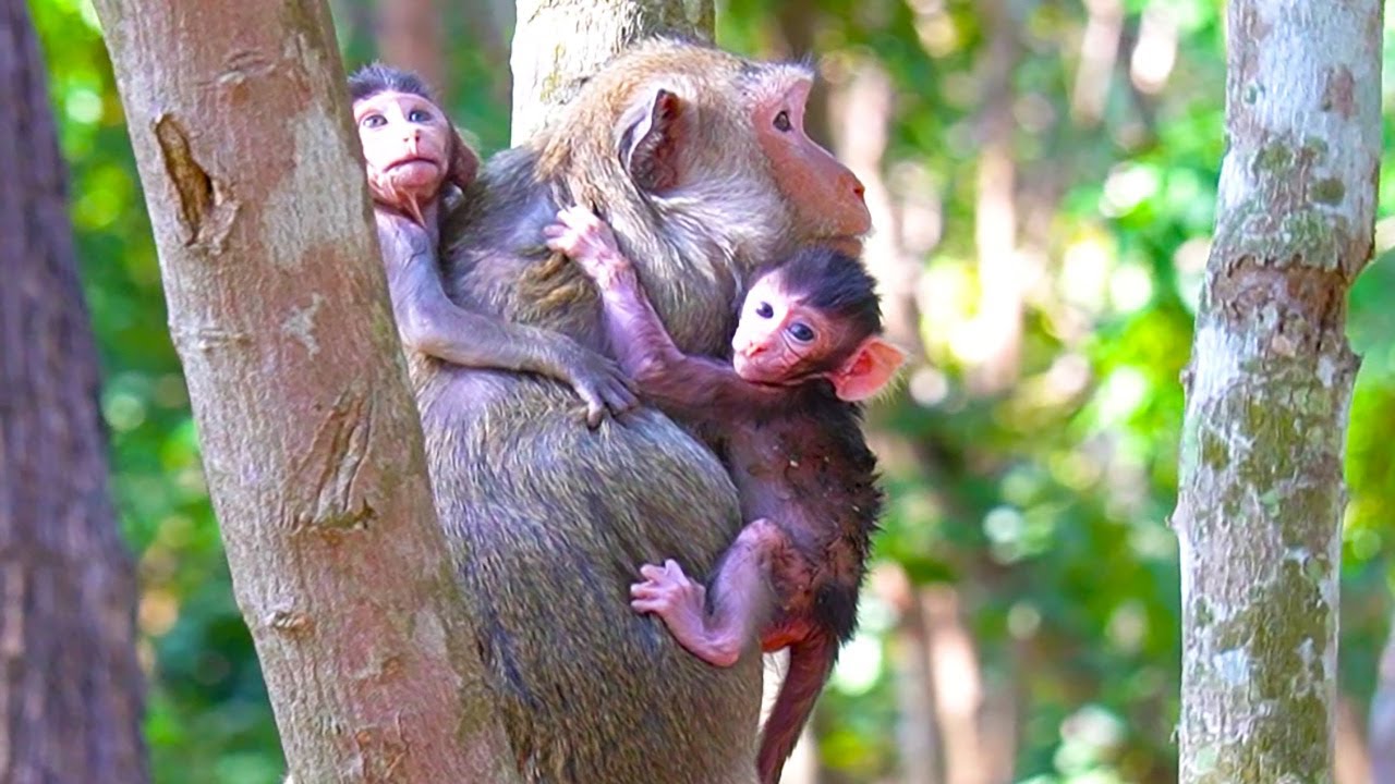 Monkey Babies' Playtime: Pure Joy & Cuteness! - YouTube