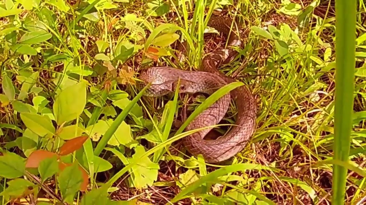 SN#15: WAYS SNAKES DEFEND AND PROTECT THEMSELVES - YouTube