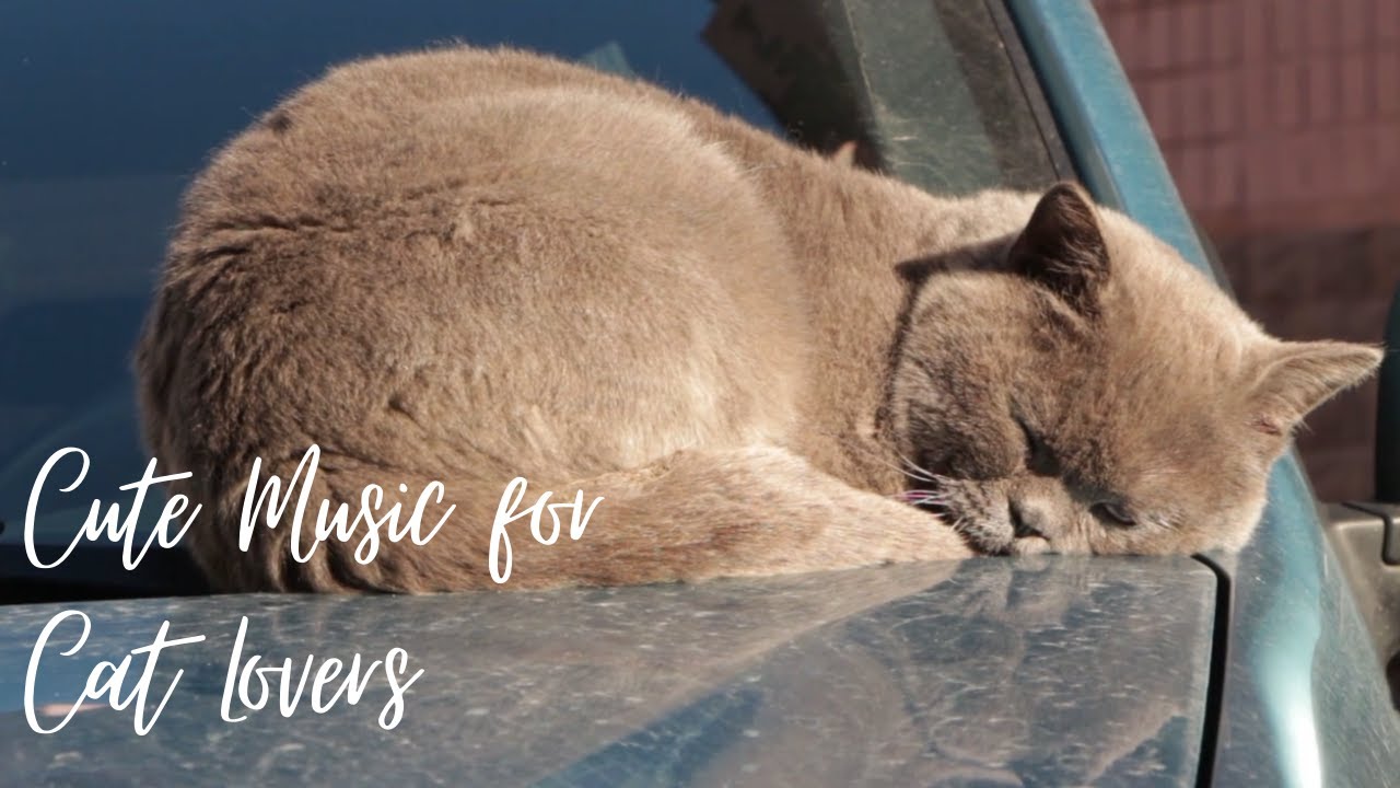 Cute Music for Cat Lovers - YouTube