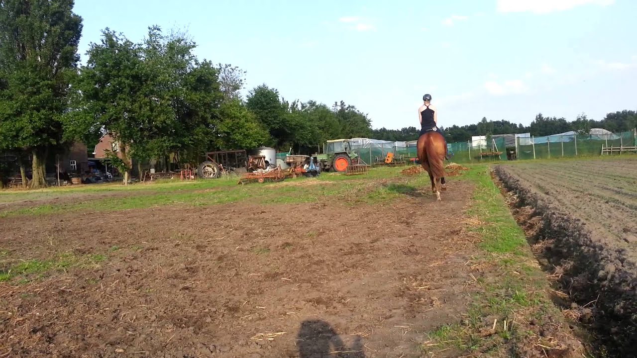 Farusa ( Guidam Sohn x Goodwill) - YouTube