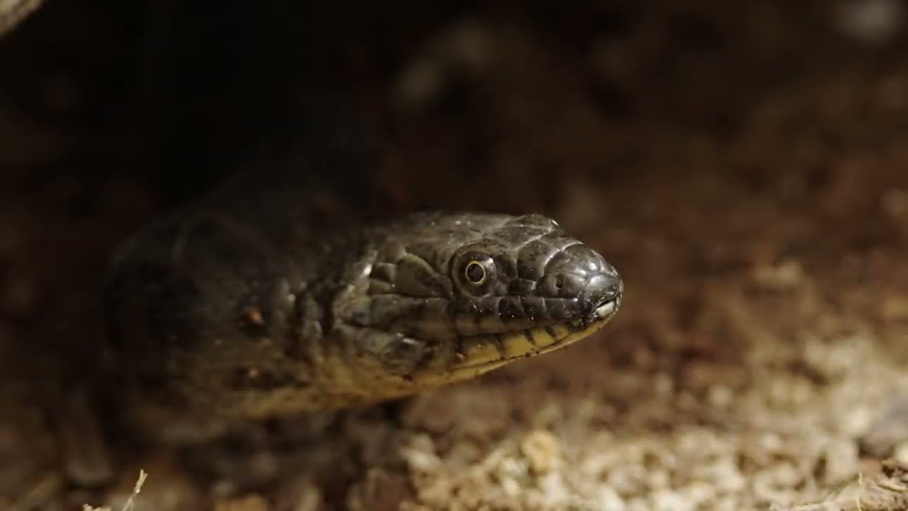 Common Snakes In Phoenix