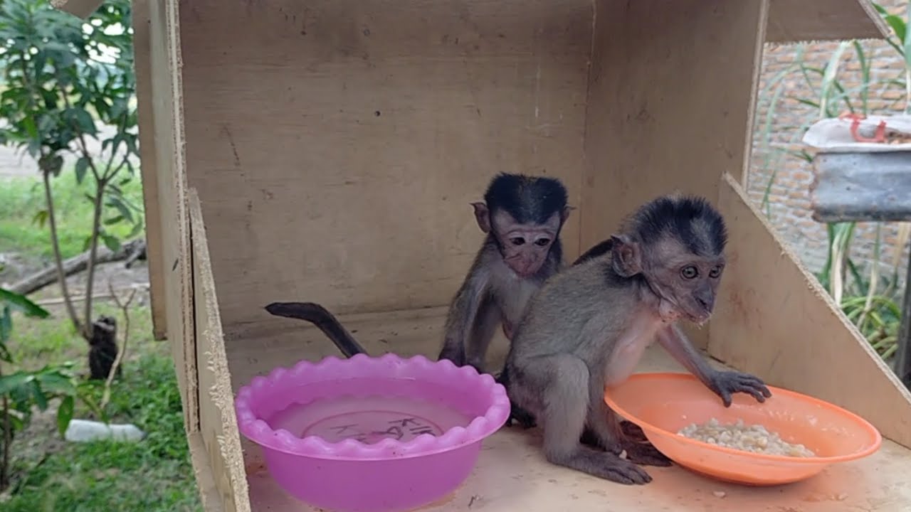 Baby Monkeys Kiki and Kiko Eating in the House on the Tree - YouTube