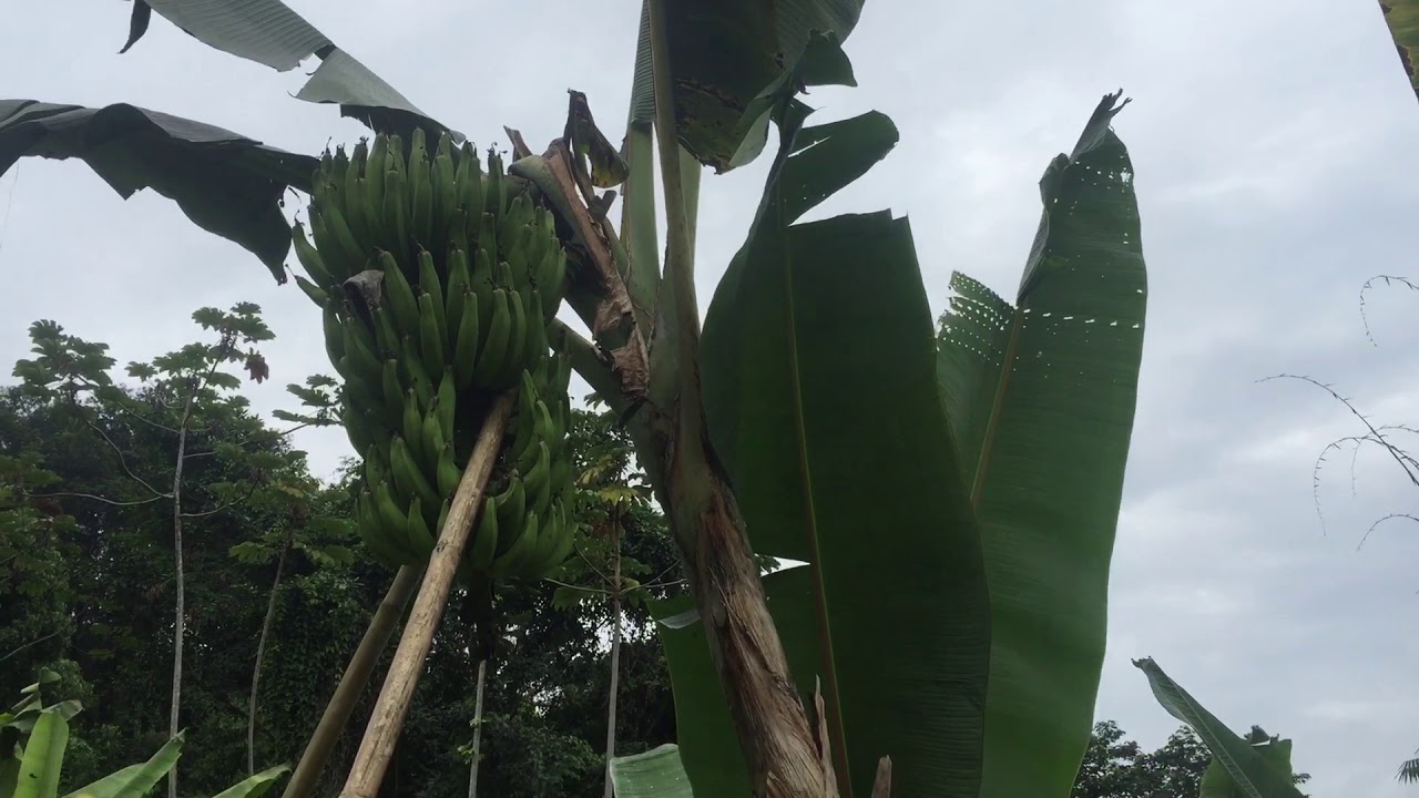 Como cultivar Banana da terra - YouTube