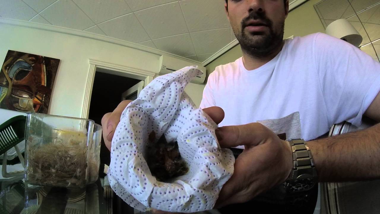 cria de pichones HD - YouTube