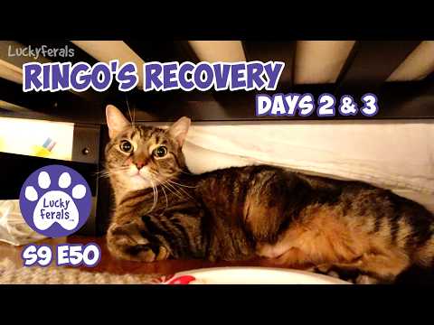 Ringo's Recovery Days 2 & 3 - Rescue Kitten Days 63 & 64 - Lucky Ferals Cat Vlog S9 E50
