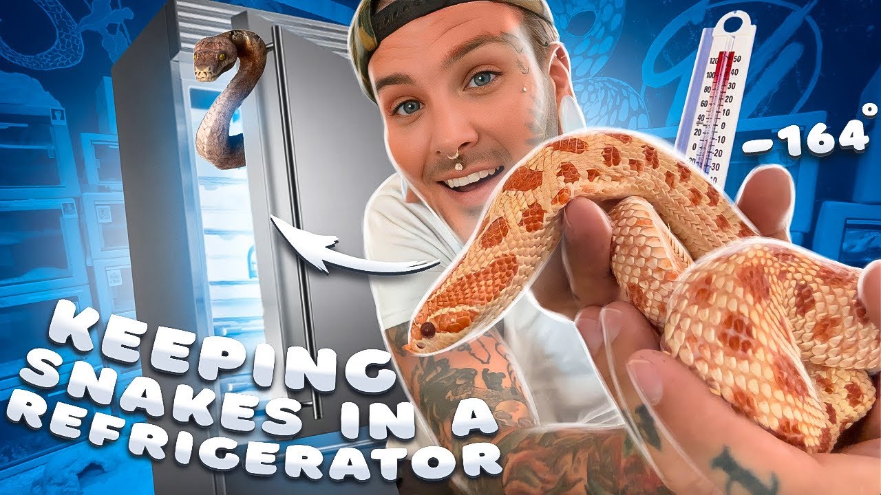 Keeping Snakes in a REFRIGERATOR ?! Wilbanks Homeostatic Incubator ...