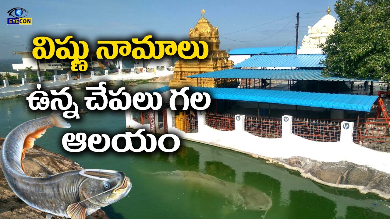 విష్ణు నామాలున్న చేపలు గల ఆలయం | God Fish Temple,Matsyagiri Narasimha ...