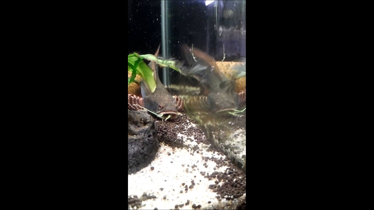 Channa pulchra(peacock snakehead) vs grasshopper - YouTube