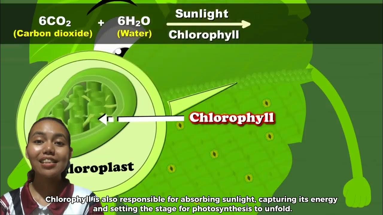 Photosynthesis: How Plants Make Foods (Performance Task No. 1) - YouTube