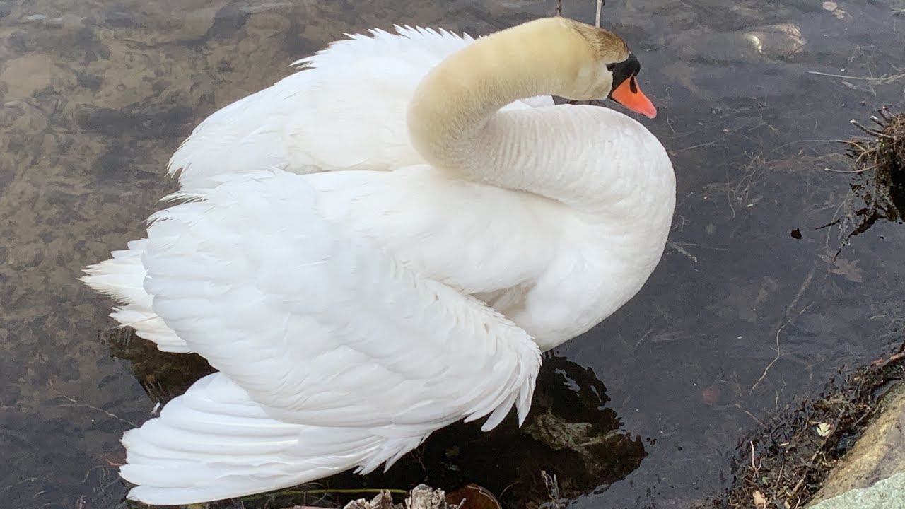 Swan Juveniles Take Flight, One Landed! Mute Swan Couple Gives Chase ...