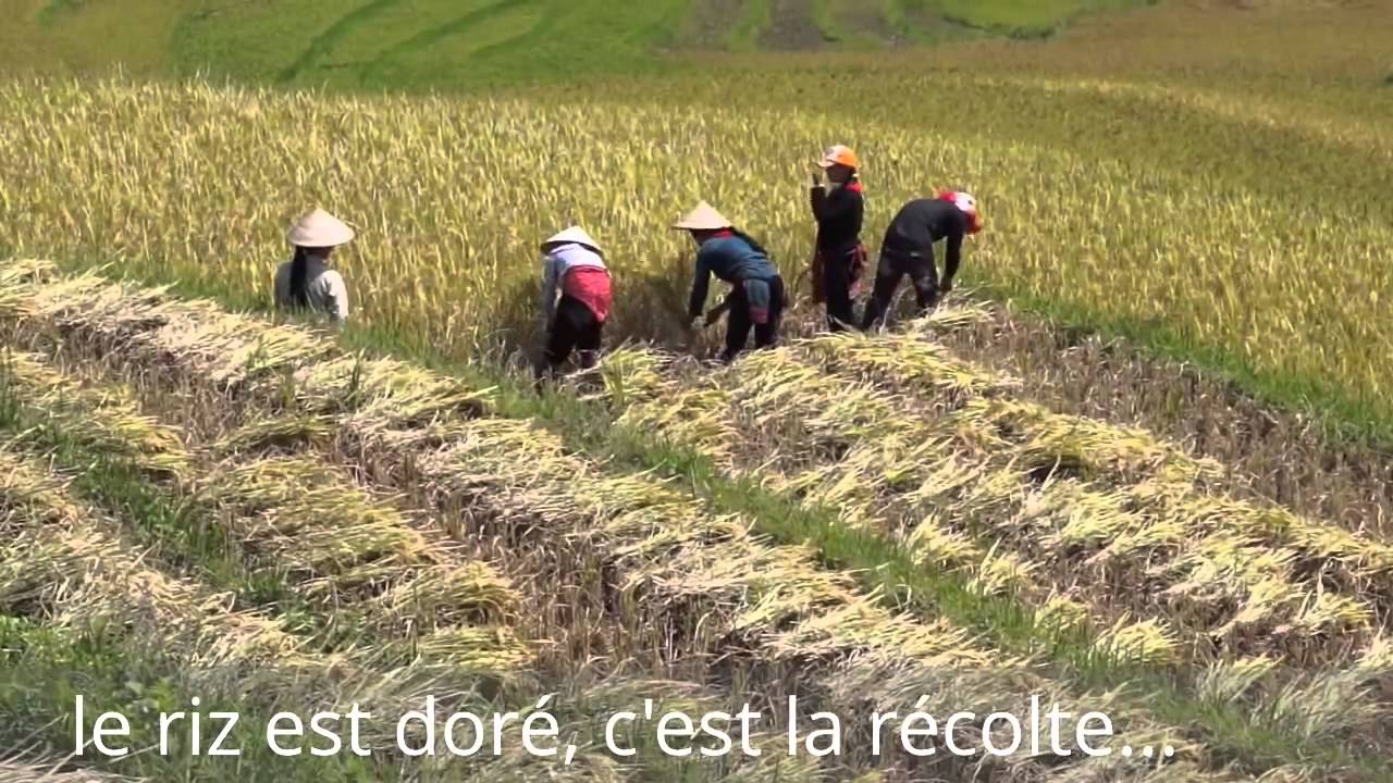 6ème - Les étapes de la culture du riz - YouTube