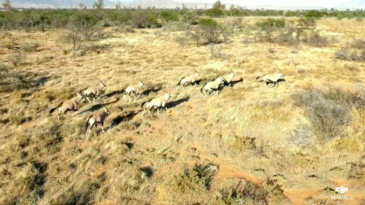 Oryx in the Karoo at Karri Grove farm, Graaff Reinet, Karoo ...