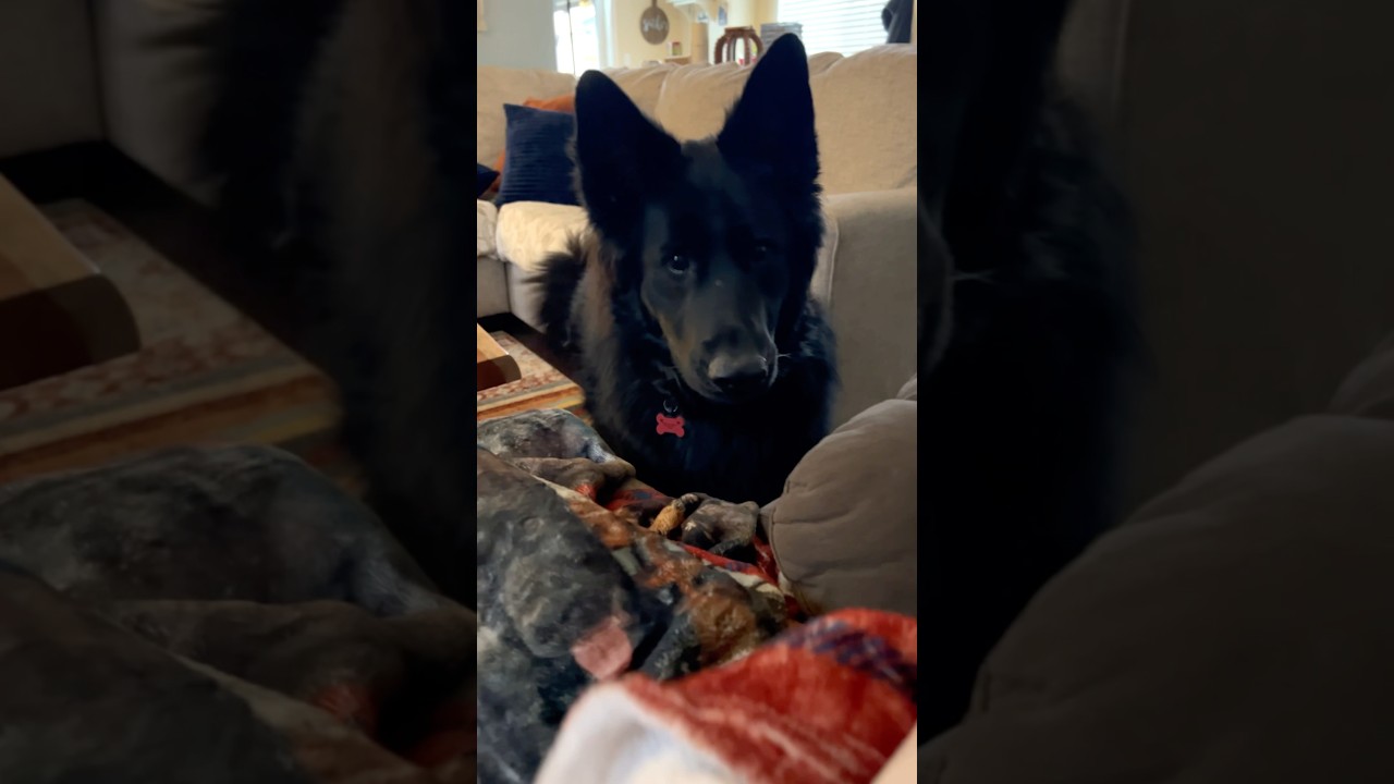 What Is A Kahu? - YouTube