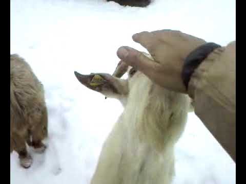 Abaza ve Gürcü Erkek Oğlakları